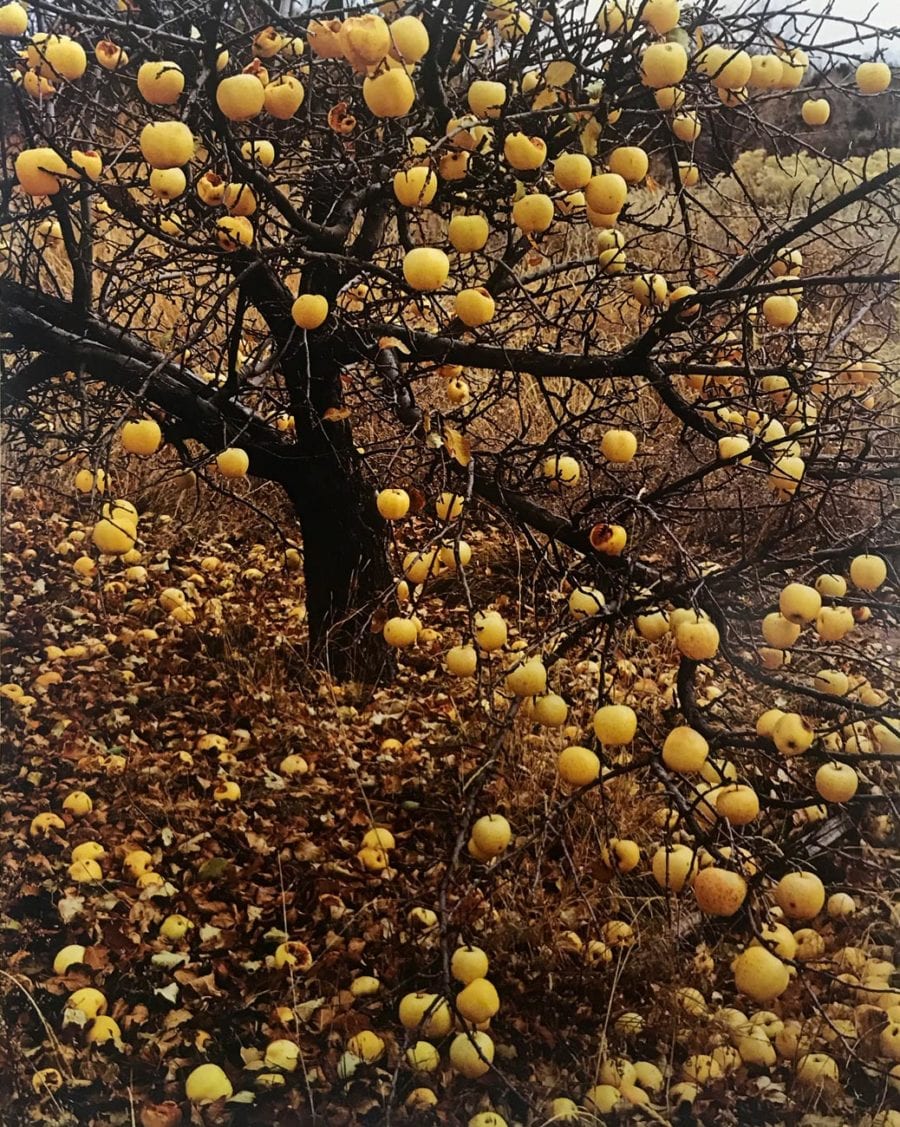 Eliot Porter | Holden Luntz Gallery