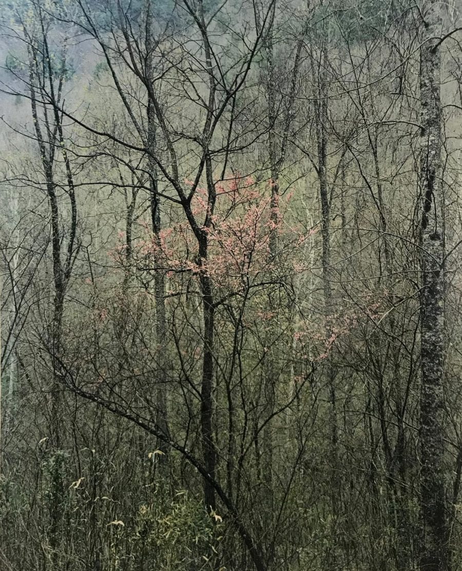 Eliot Porter Photography - Holden Luntz Gallery