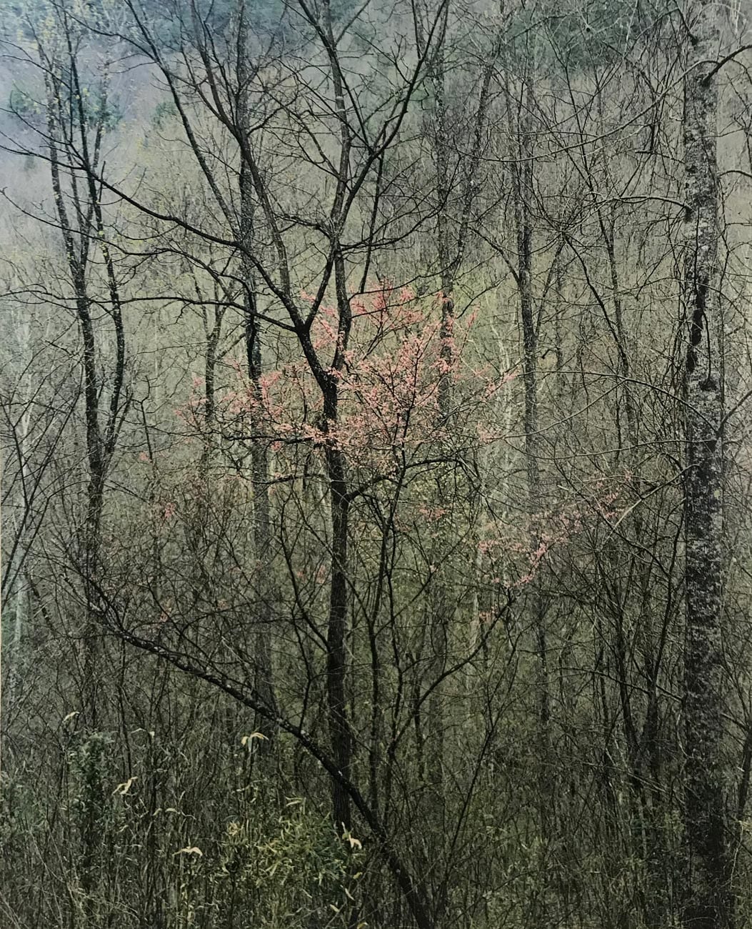 Eliot Porter Photography - Holden Luntz Gallery