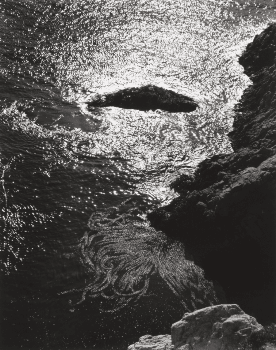 Edward Weston | Holden Luntz Gallery