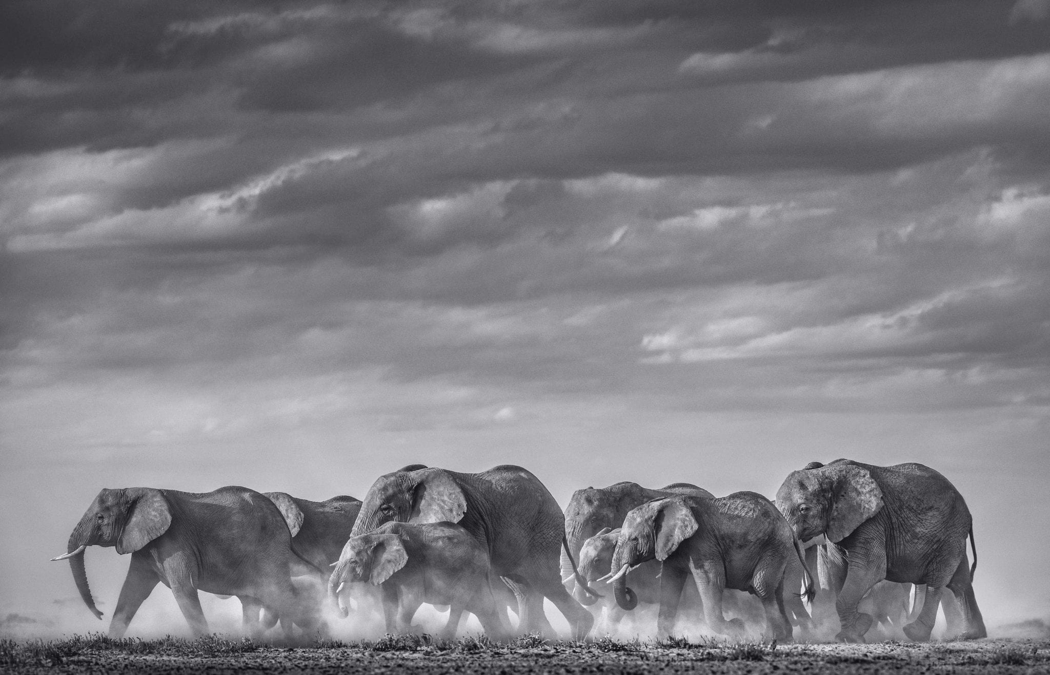 David Yarrow Photography - Page 2 of 6 - Holden Luntz Gallery