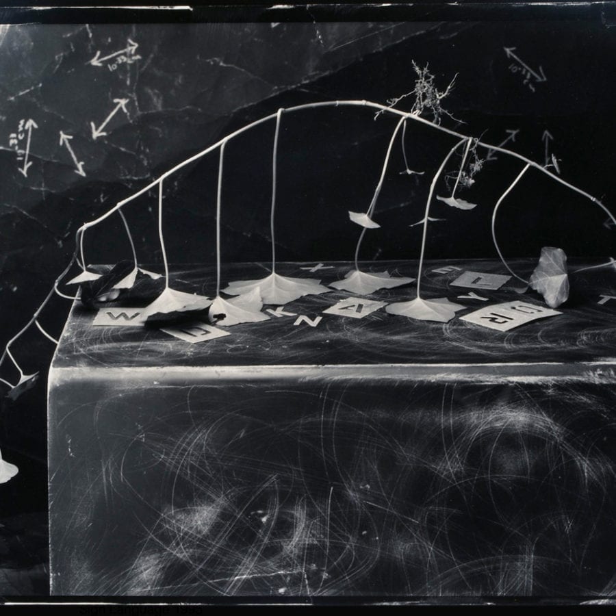 Sign Language - Holden Luntz Gallery