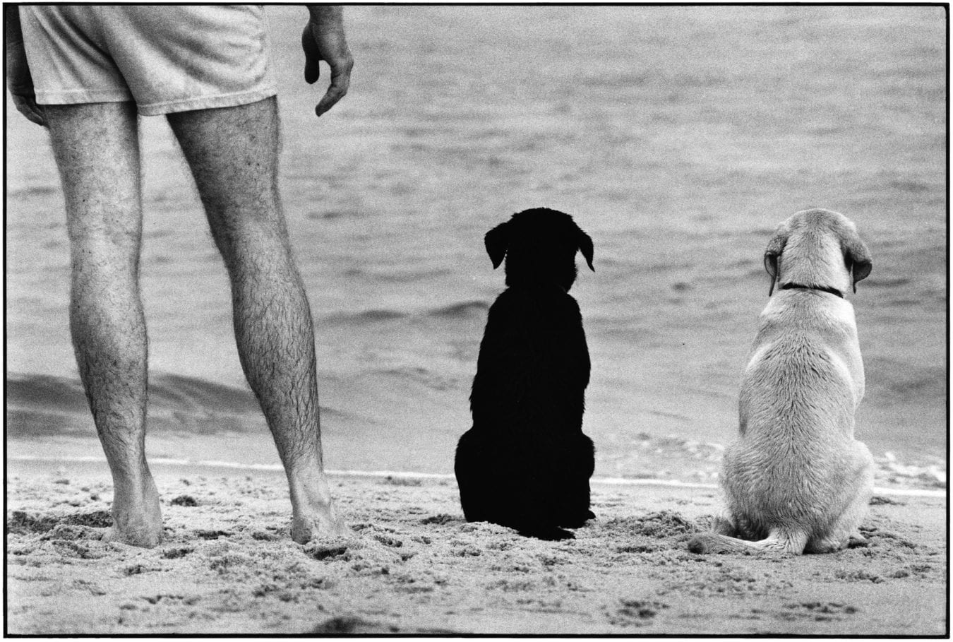 Elliott Erwitt: Dogs