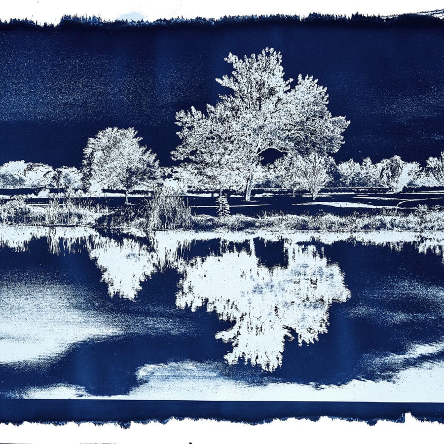 Cyanotype #42 - Holden Luntz Gallery