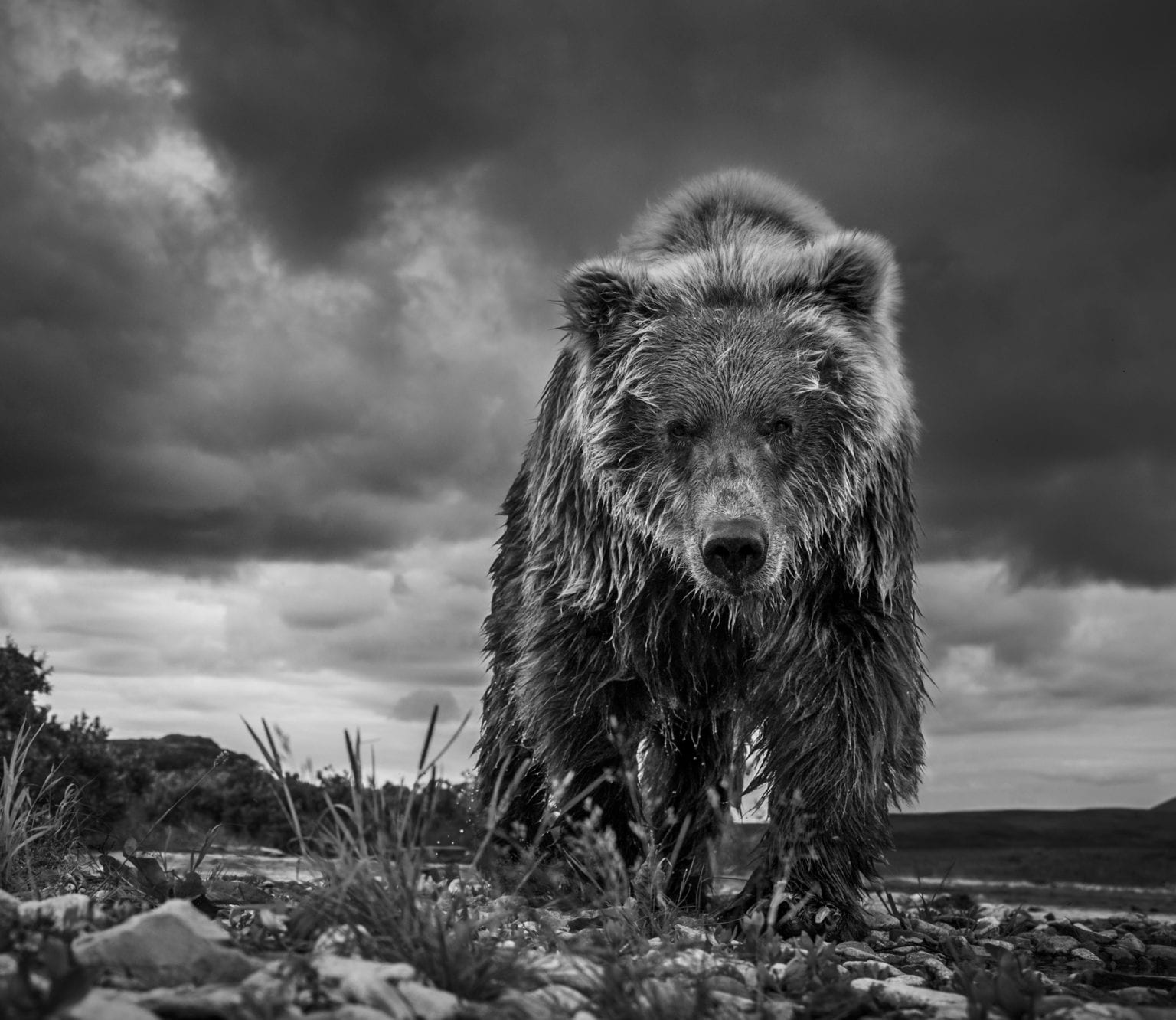 Craig - Holden Luntz Gallery