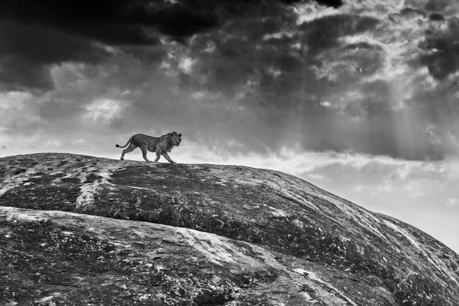 David Yarrow Photography - Page 4 of 5 - Holden Luntz Gallery