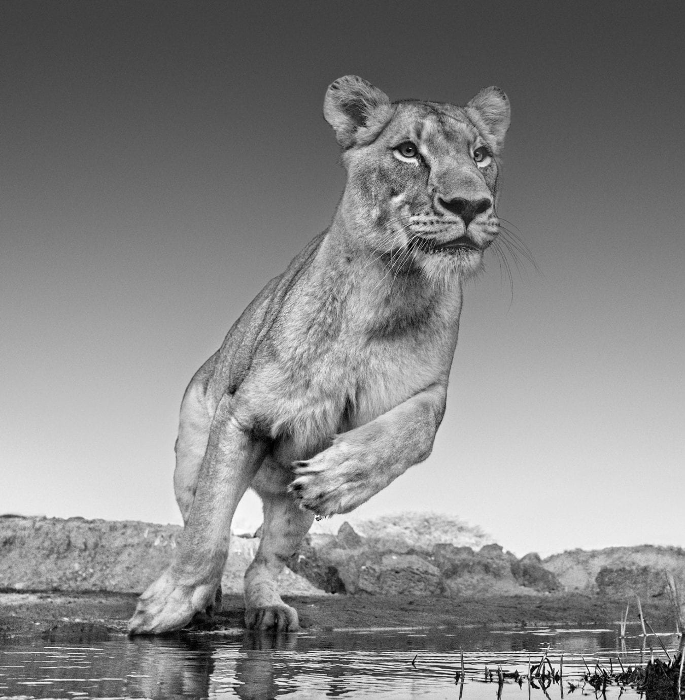 The King and I - Holden Luntz Gallery