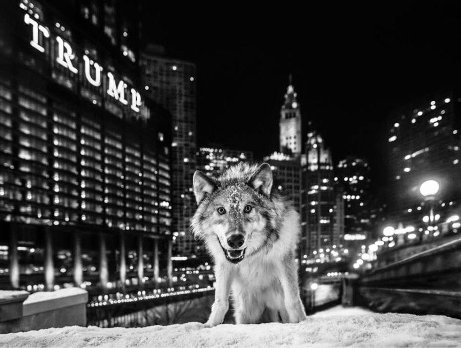 David Yarrow | Holden Luntz Gallery