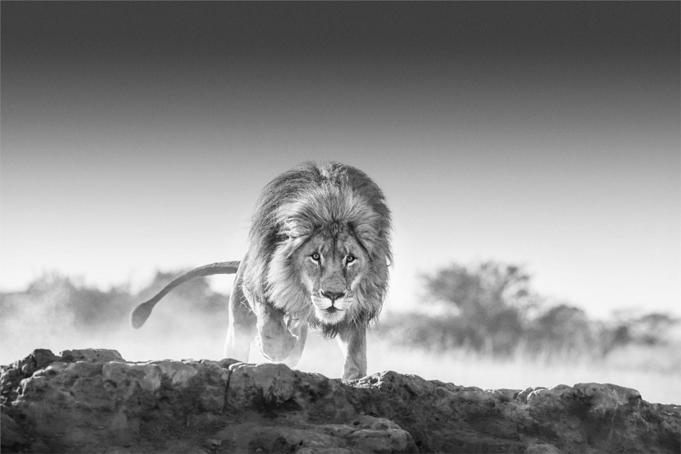 Relentless - Holden Luntz Gallery