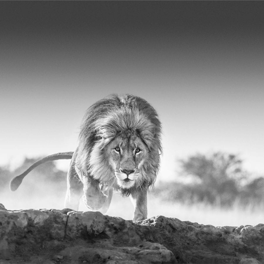 Relentless - Holden Luntz Gallery