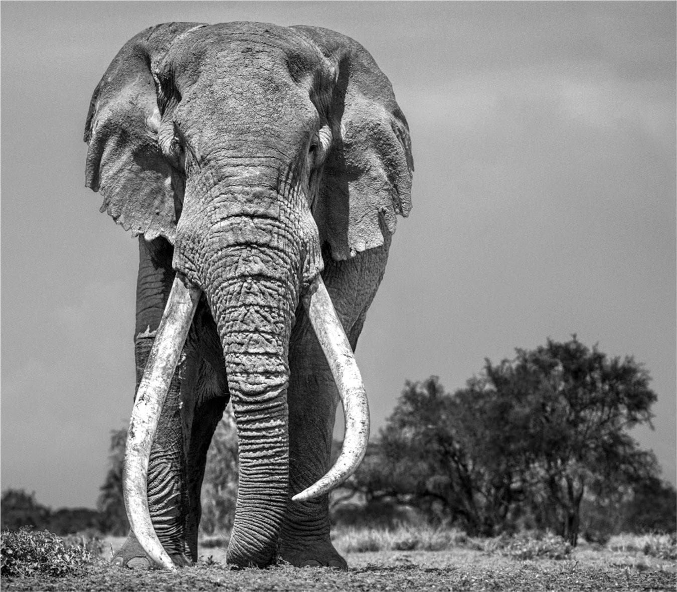 David Yarrow Photography - Holden Luntz Gallery