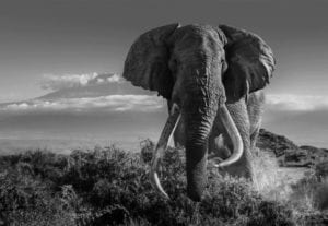 David Yarrow Photography - Holden Luntz Gallery