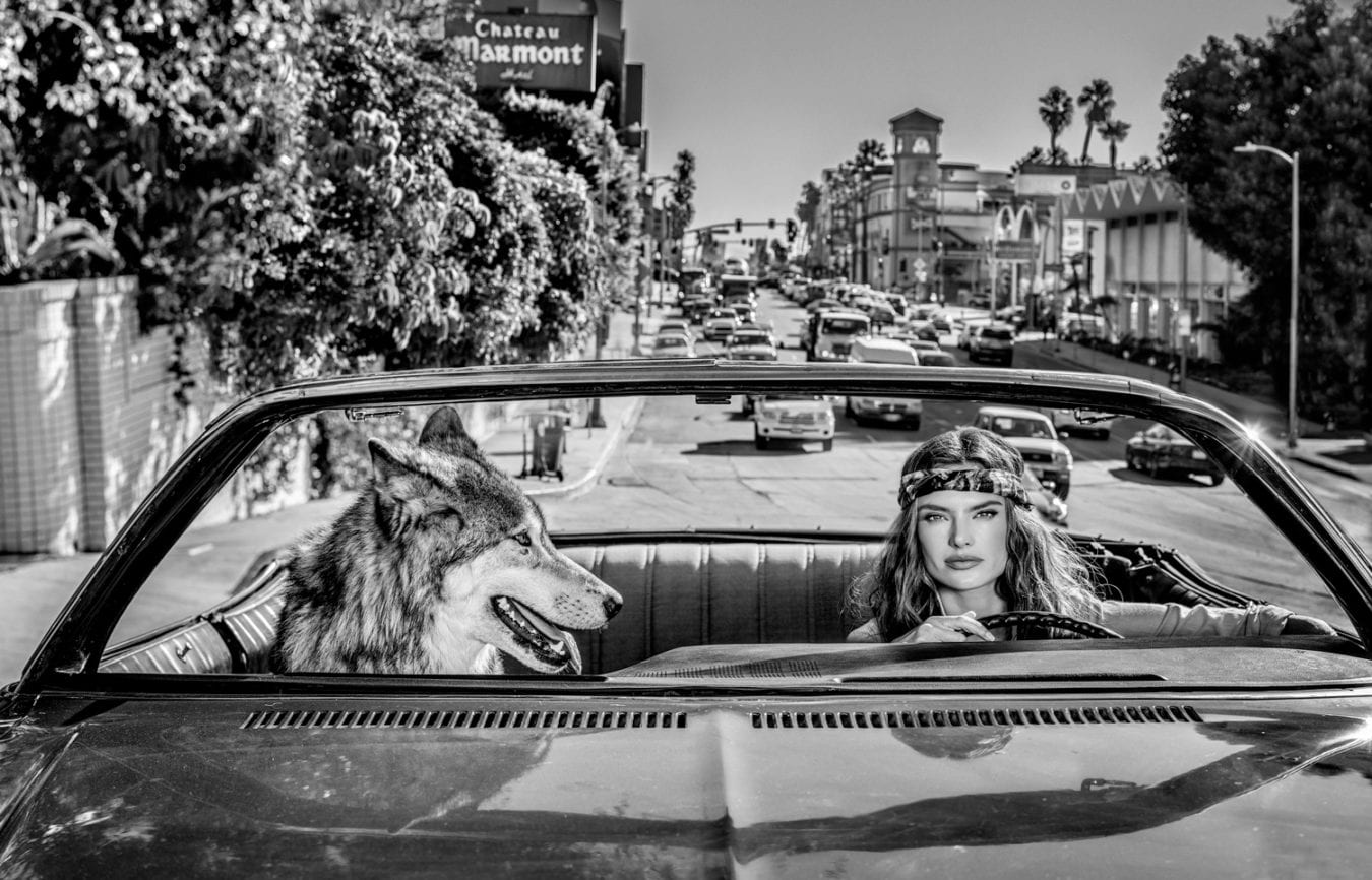 The Witness - Holden Luntz Gallery