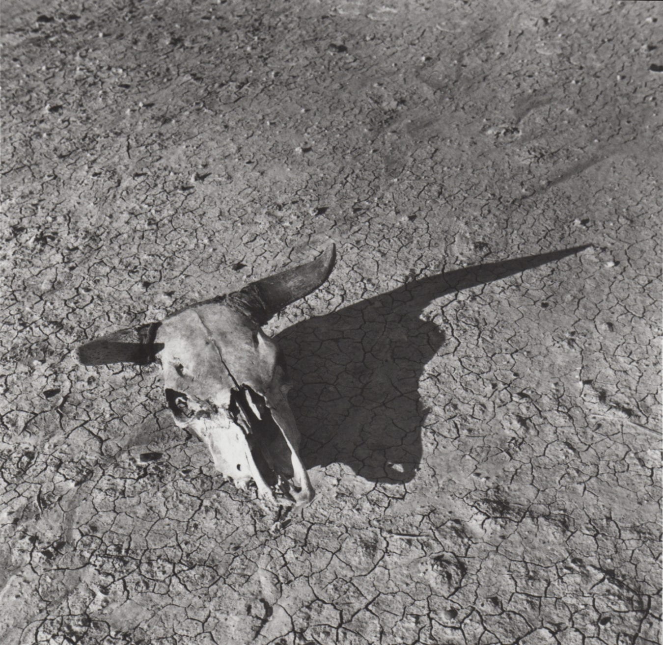 Arthur Rothstein | Holden Luntz Gallery