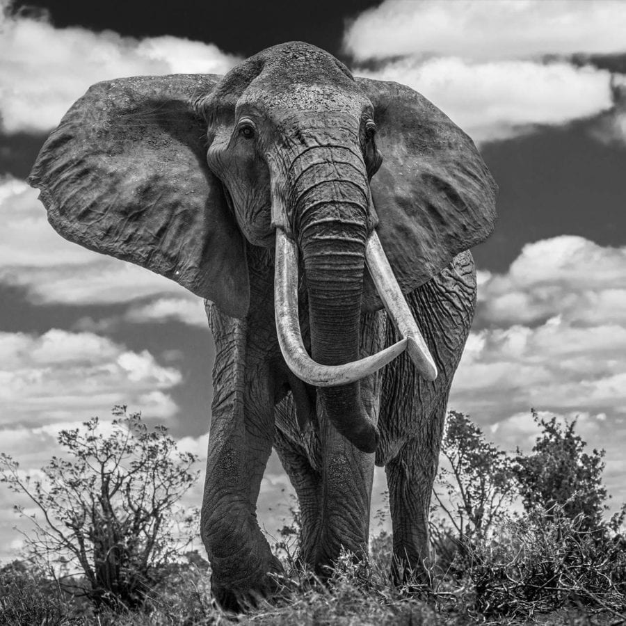 David Yarrow - Holden Luntz Gallery