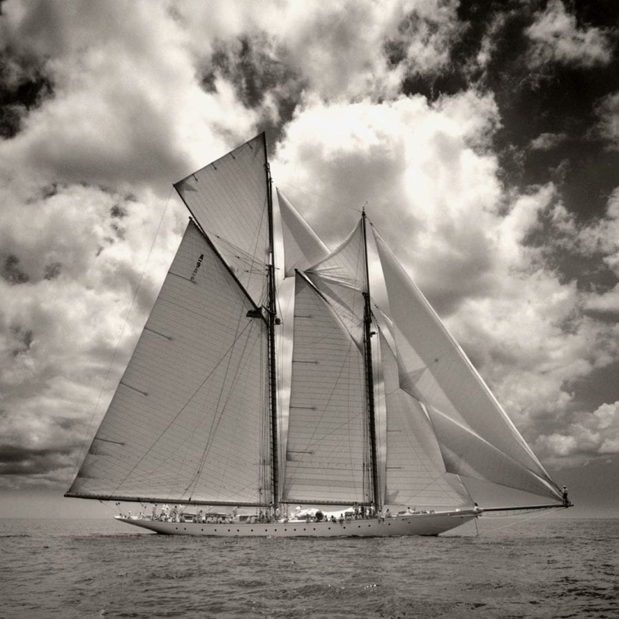 American Beauty - Holden Luntz Gallery