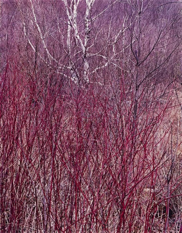 Eliot Porter | Holden Luntz Gallery