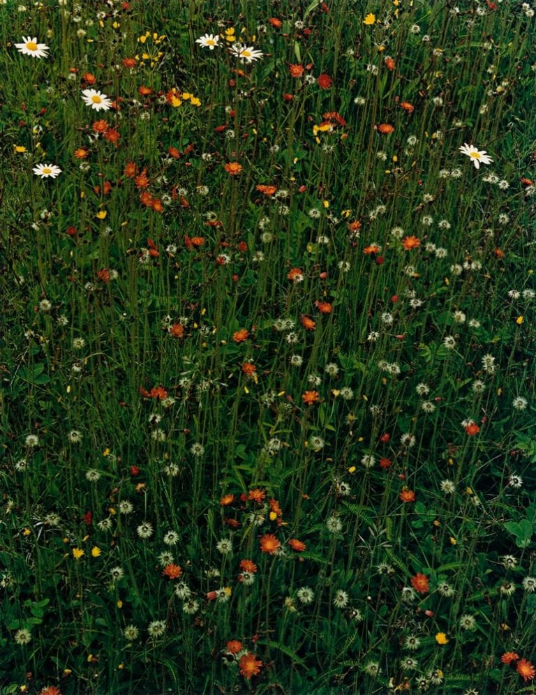 Eliot Porter | Holden Luntz Gallery