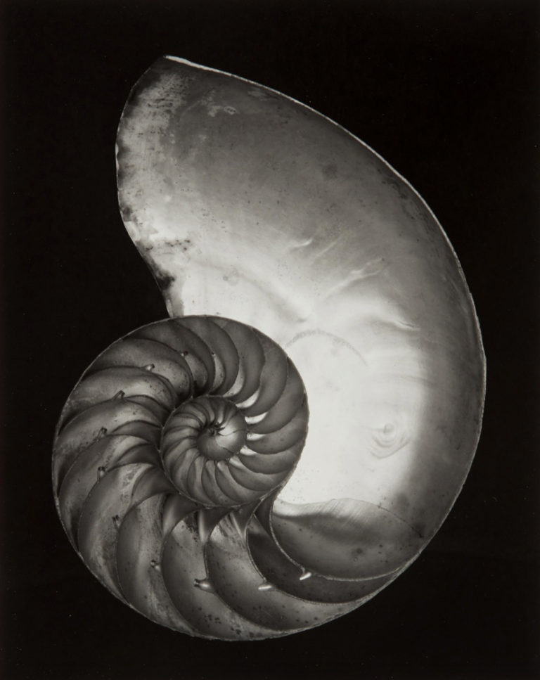 Edward Weston Photography - Holden Luntz Gallery