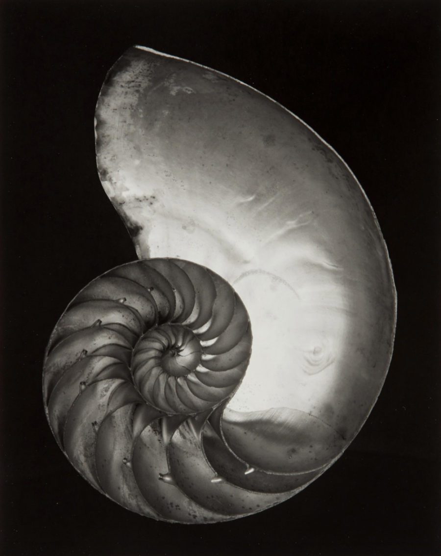 Edward Weston Photography - Holden Luntz Gallery