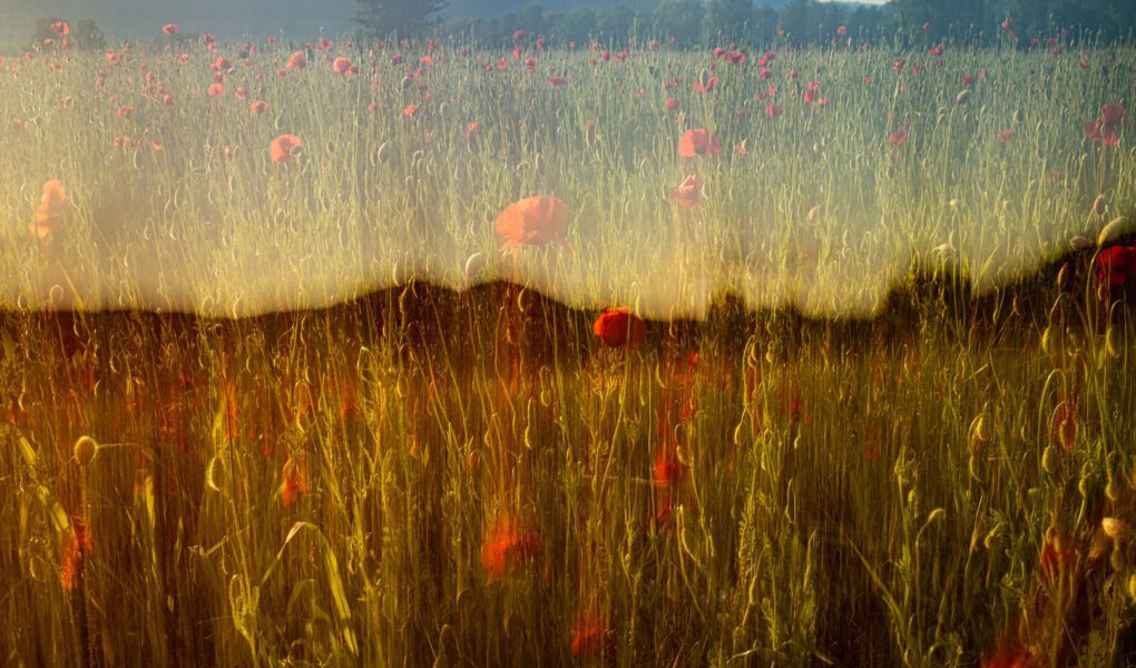 Holden Luntz Gallery - Barry Salzman - Beyond the Pictorial Dimension