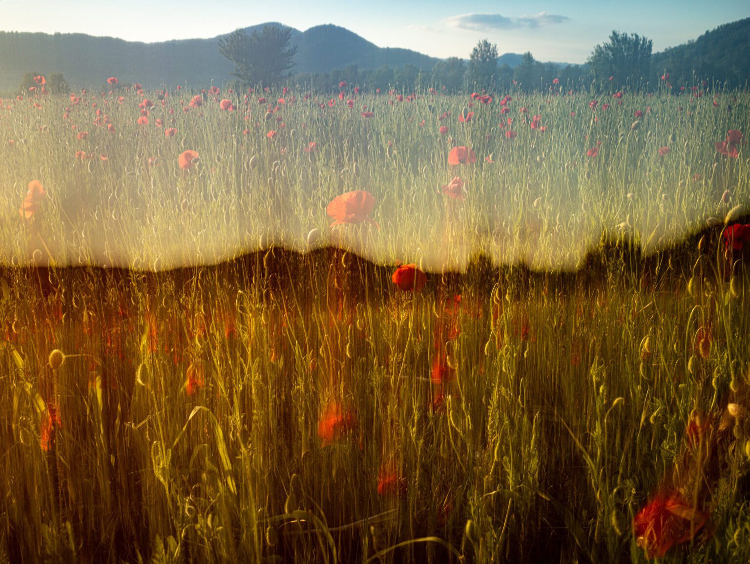 Barry Salzman | Holden Luntz Gallery