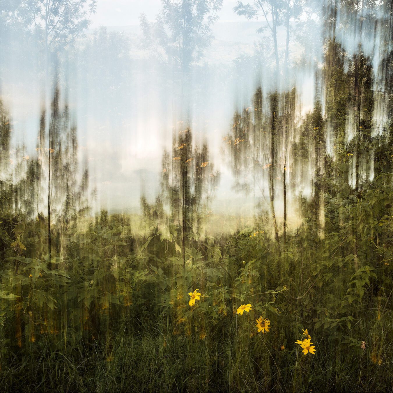Defiant Blooms, Kamonyi District, Rwanda - Holden Luntz Gallery