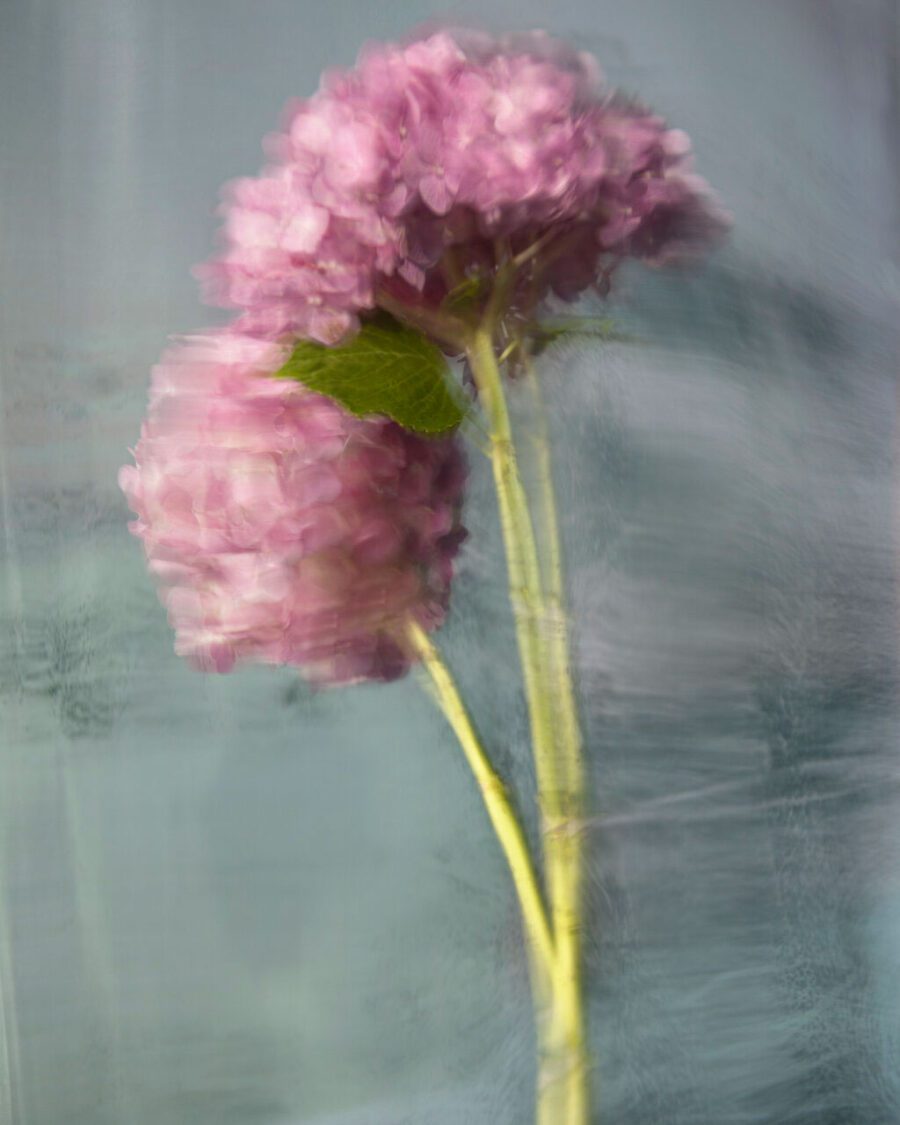 Philippa, Appearances - Holden Luntz Gallery