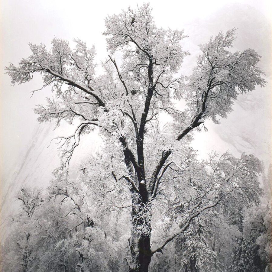 Oak Tree, Snowstorm, Yosemite National Park, CA - Holden Luntz Gallery
