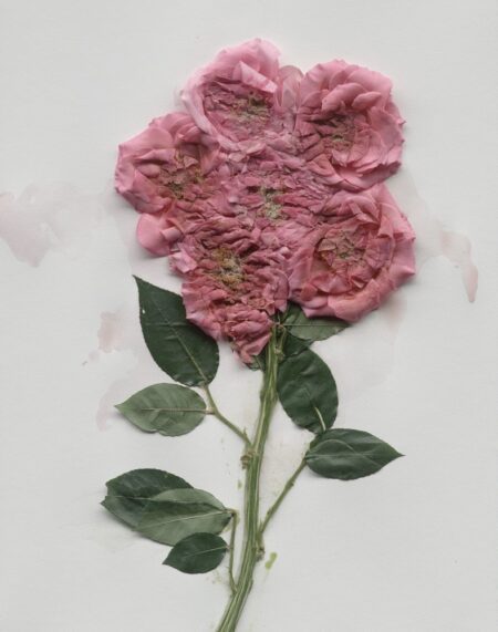 Adam Fuss: Flowers - Holden Luntz Gallery