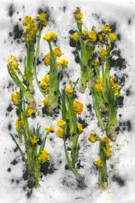 Adam Fuss: Flowers - Holden Luntz Gallery