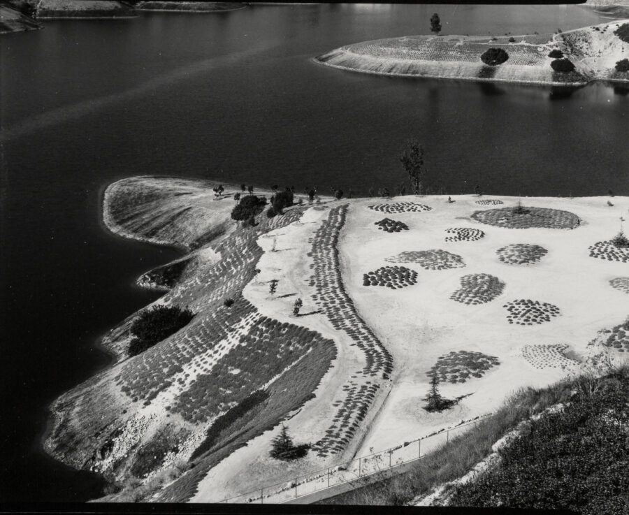 Edward Weston | Holden Luntz Gallery
