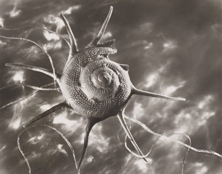 Ruth Bernhard | Holden Luntz Gallery