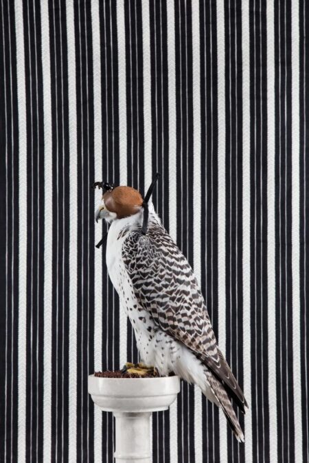 Gyrfalcon, No. 4481, Birds of a Feather - Holden Luntz Gallery