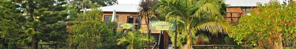 Harkerville Forest Lodge - Holidays + Kids