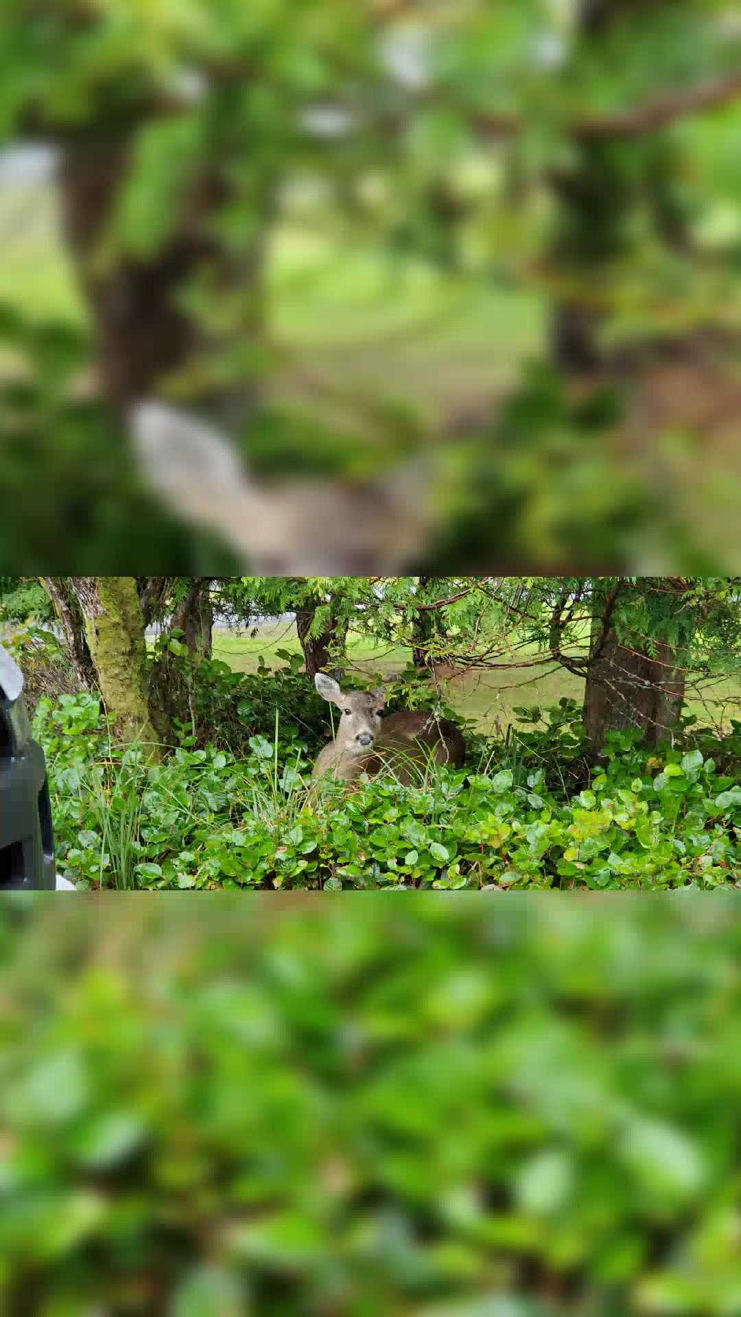 Home - Cyndi Carver - John L Scott