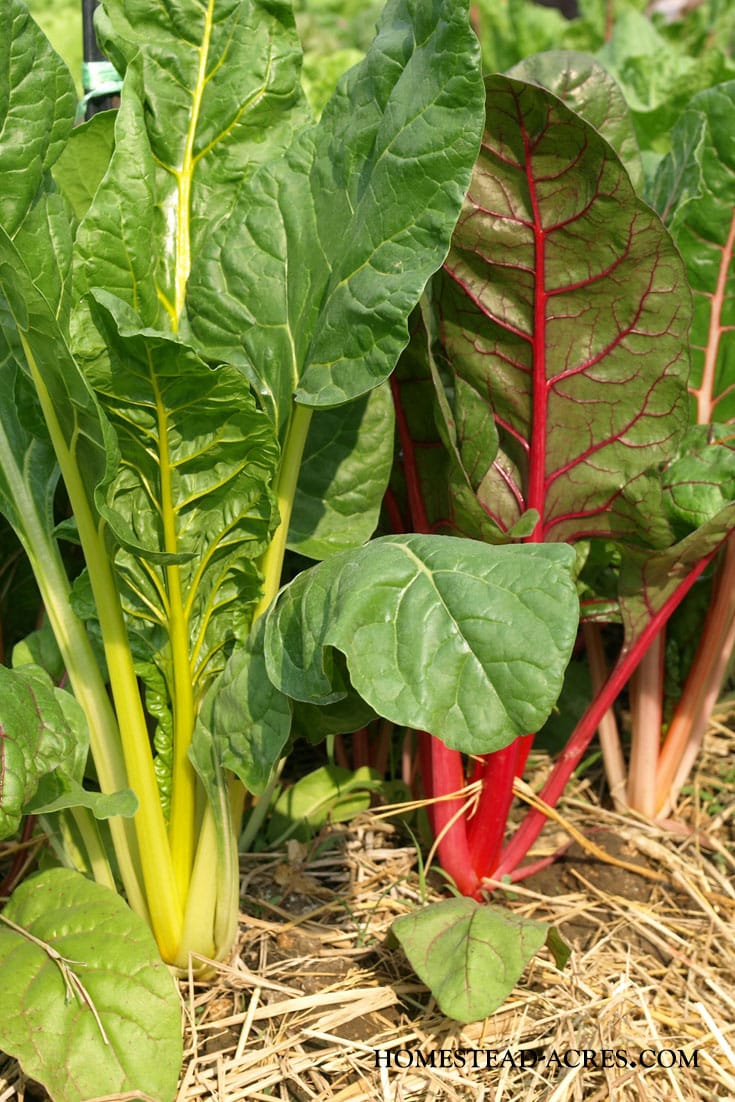 How To Grow Swiss Chard For Amazing Harvests All Season - Homestead Acres
