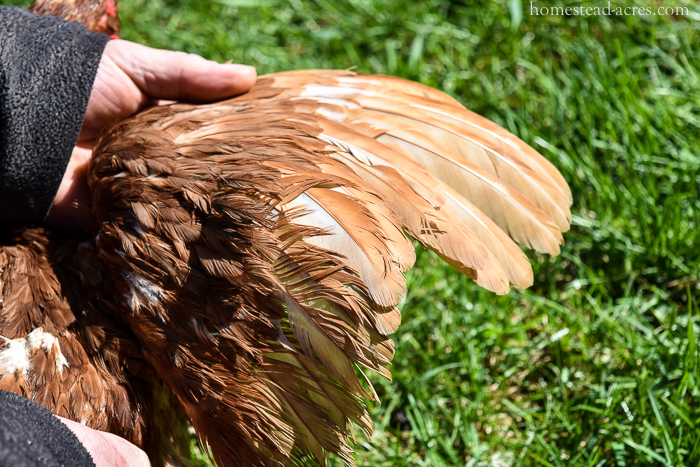 How To Clip Chicken's Wings (Easy Feather Clipping) - Homestead Acres