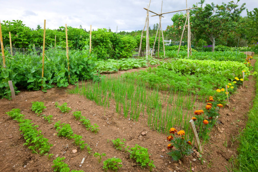 24 Fantastic Backyard Vegetable Garden Ideas 24 Fantastic Backyard Vegetable Garden Ideas