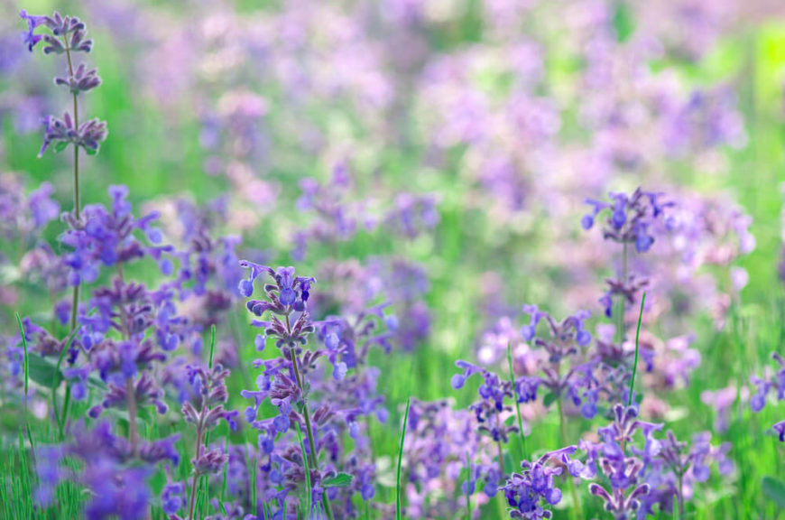 25 Purple Flower Ideas for Your Garden, Pots and Planters