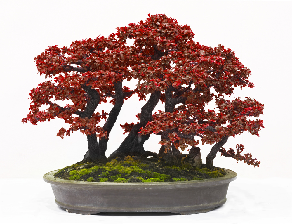 13 Types of Bonsai Trees (by Style and Shape Plus Pictures)