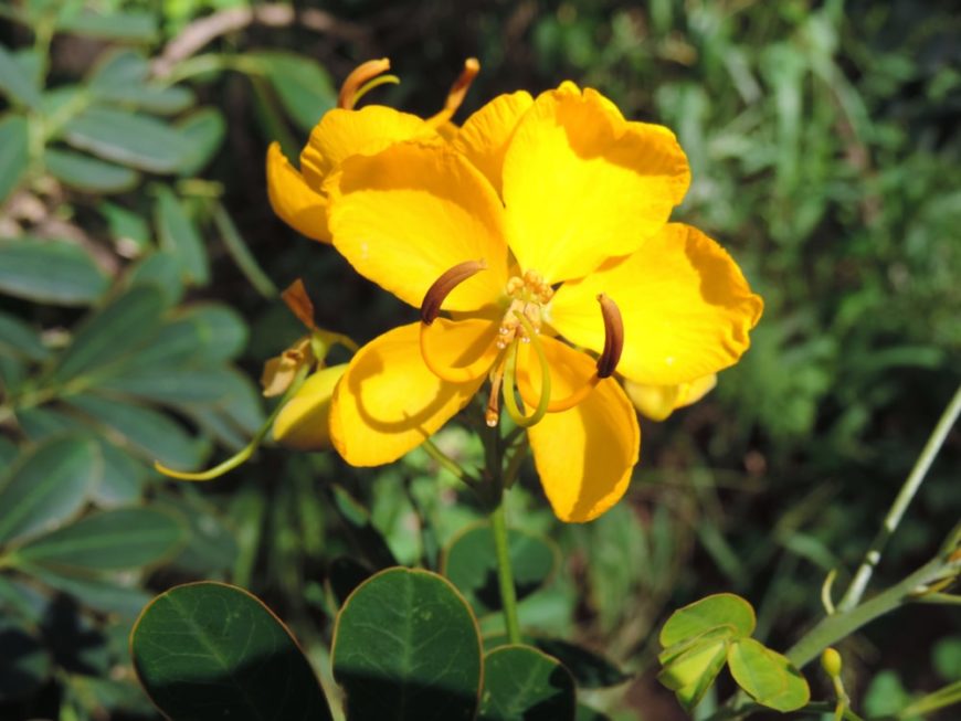 4 Different Types of Wild Senna Flowers - Homeporio