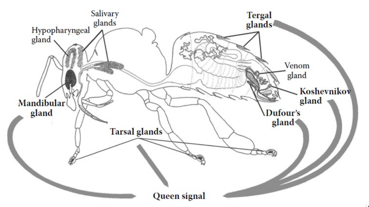 Pheromones - BG Bees LLC