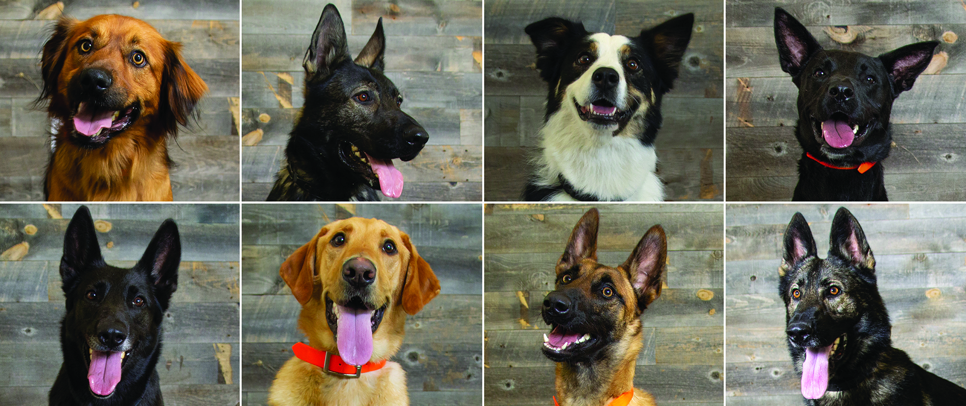 Search Dog Foundation - Online Fundraising Website