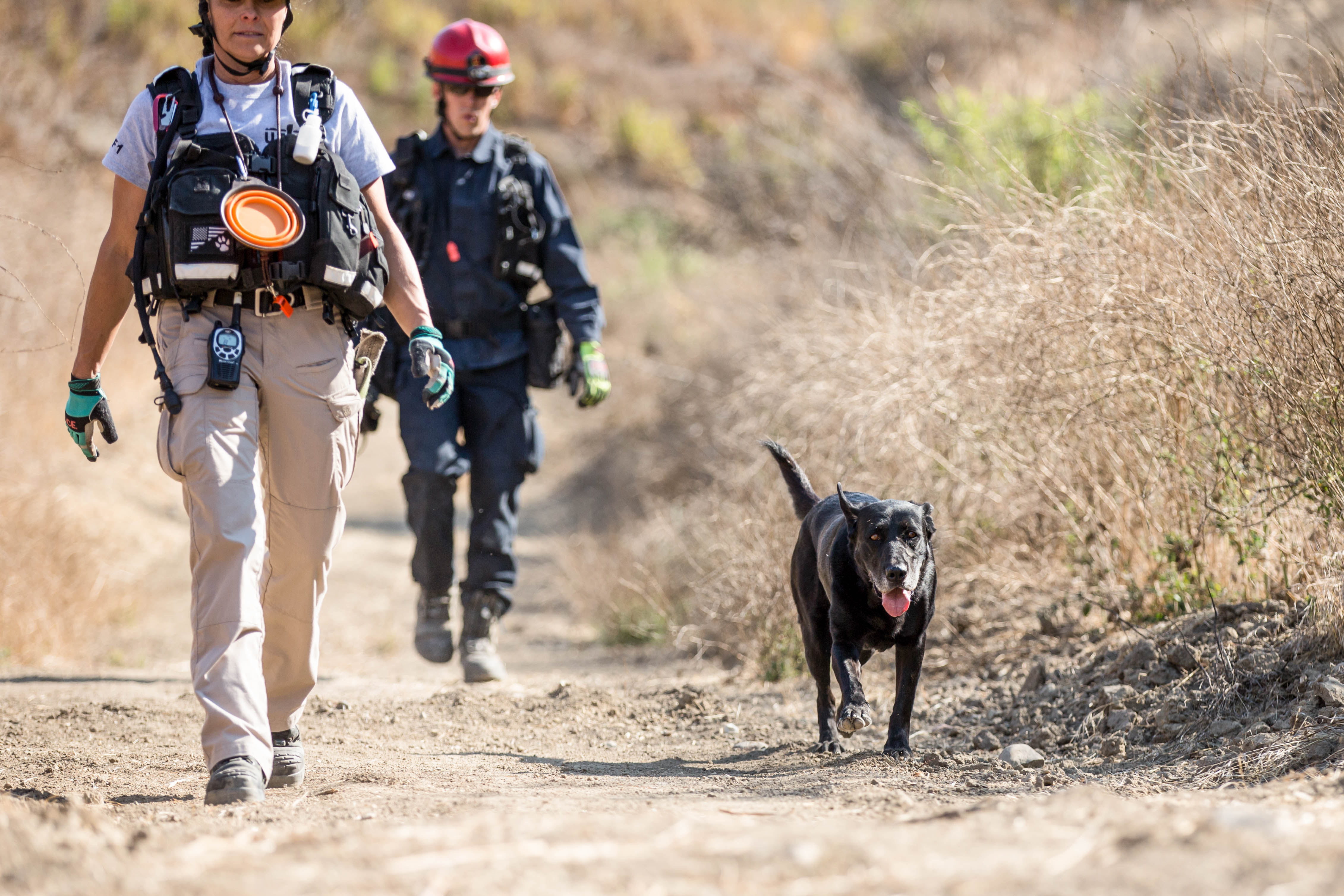 National Disaster Search Dog Foundation - Online Fundraising Website