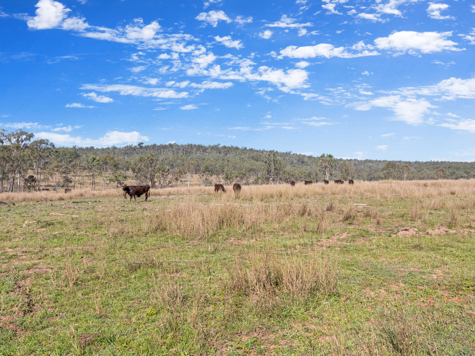Horse Property For Sale Windera Qld 4605 | 487 Schmidhausers Road