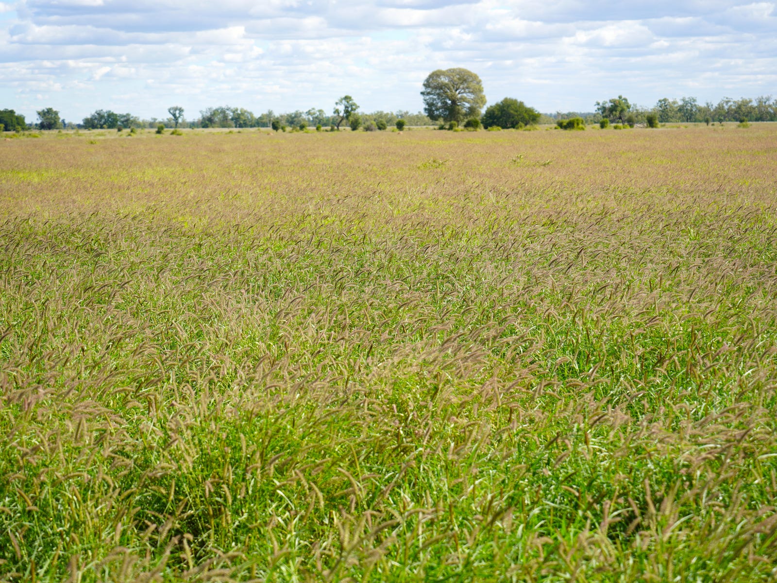 Horse Property For Sale Surat Qld 4417 | Marionvale, Surat Yuleba Road