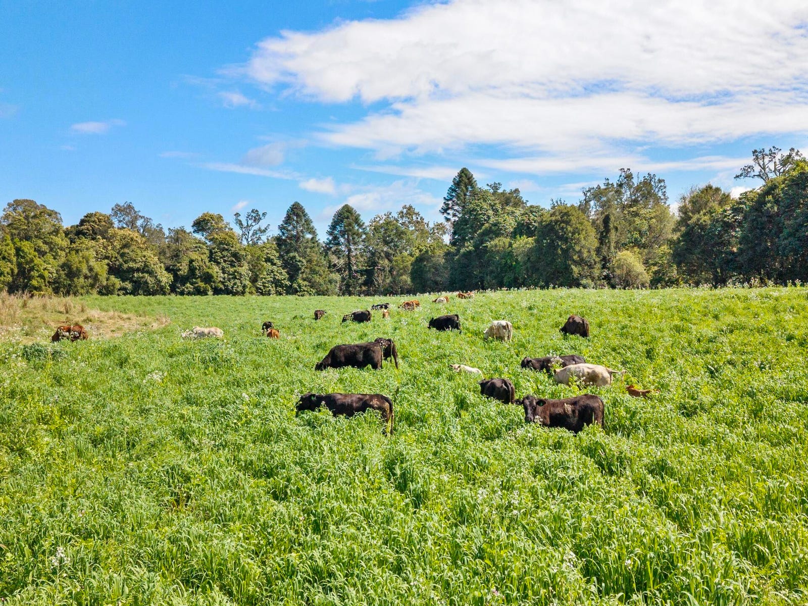 Horse Property For Sale Pie Creek Qld 4570