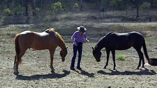 31 Things To Do With Your Horse (other than riding) | Horse Tricks 101