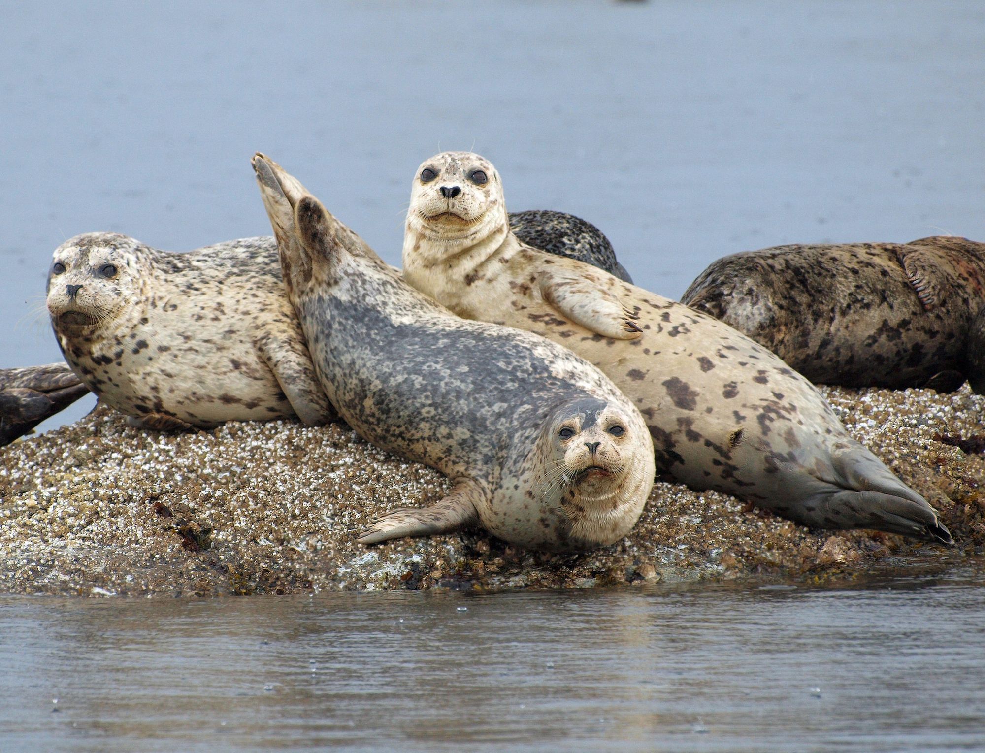Alaska Wildlife Viewing Near Homer | Stillpoint Lodge